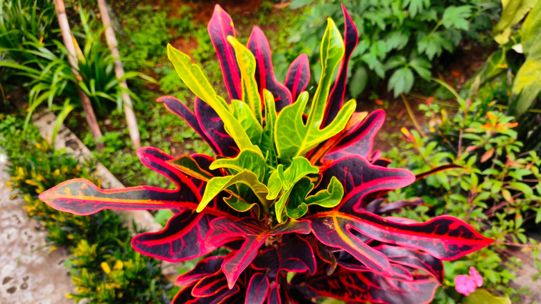 Keep your croton plants healthy throughout winter with one essential tip