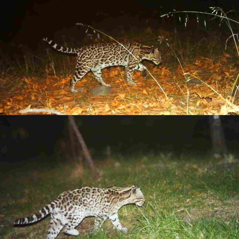 Rare jaguar sighting in Arizona points to progress for endangered ...