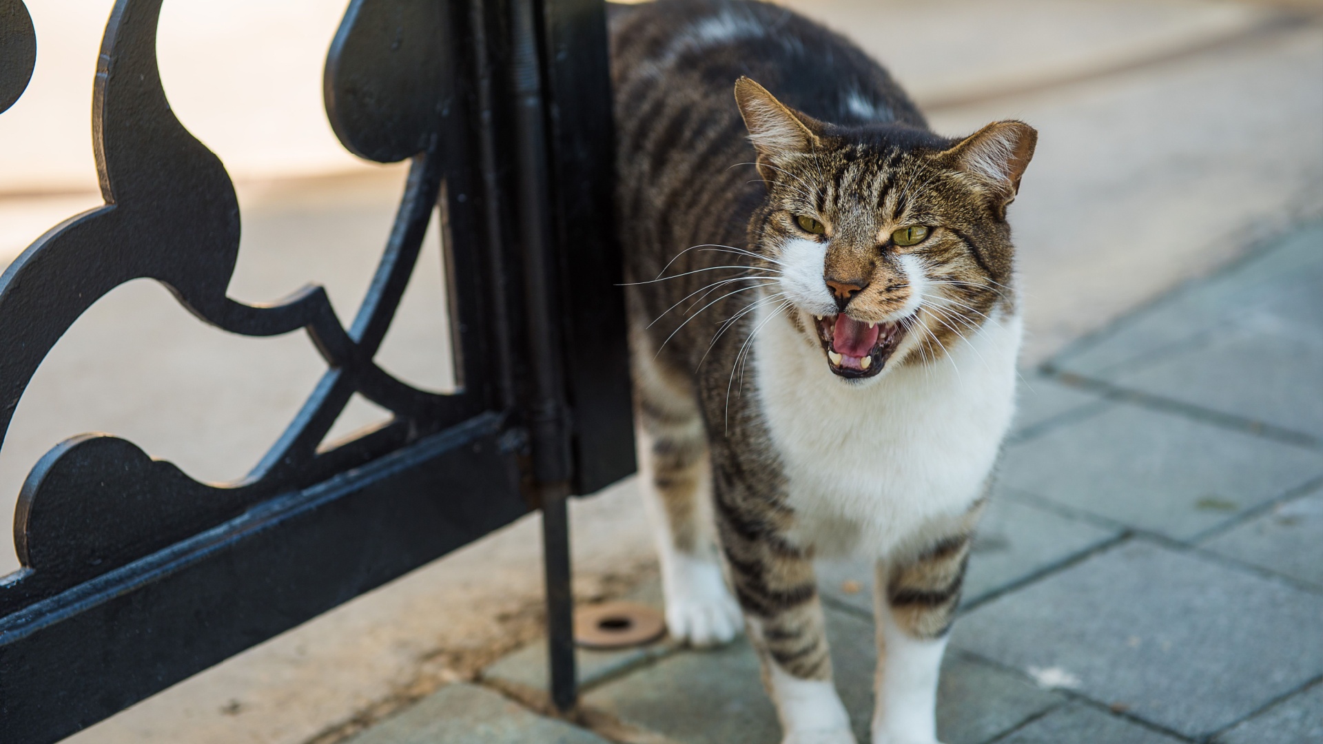 9 crazy things cats do when marking their territory