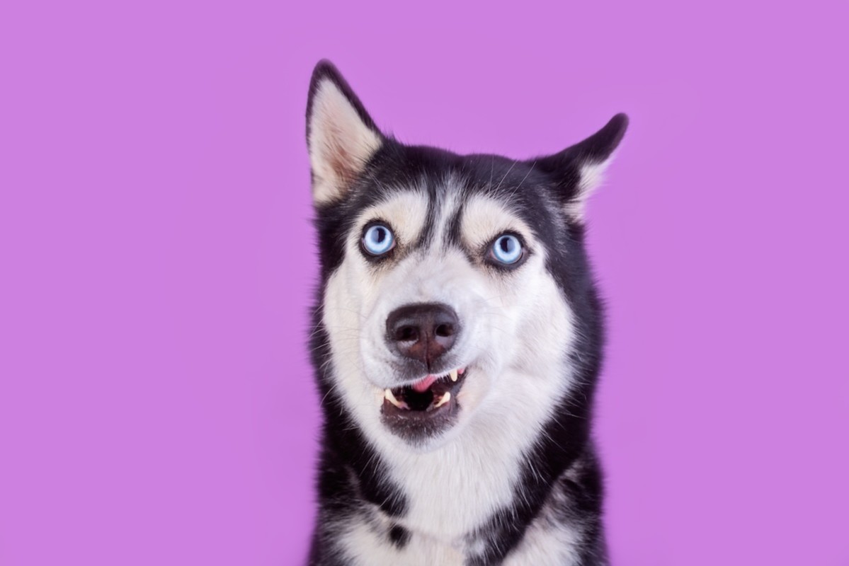 Husky’s 'receding hairline' gives major 'disappointed dad' energy