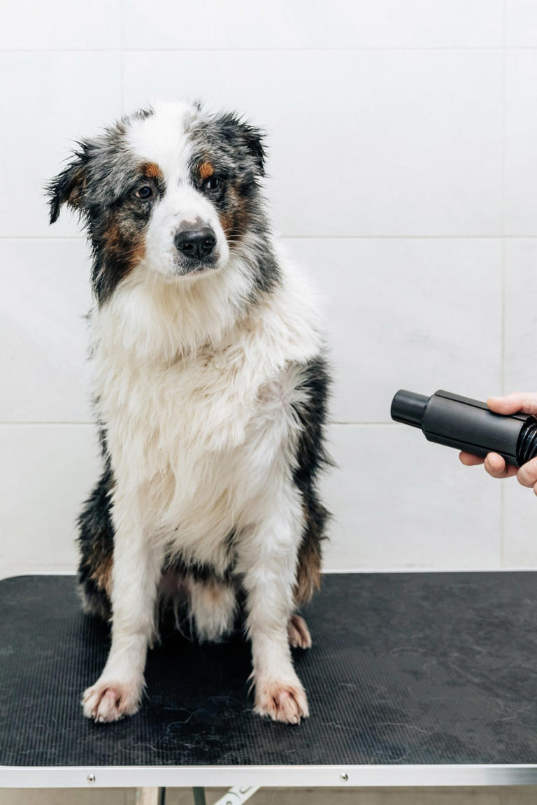 NYC empty-nesters and tenants without kids are seeking homes with pet ...