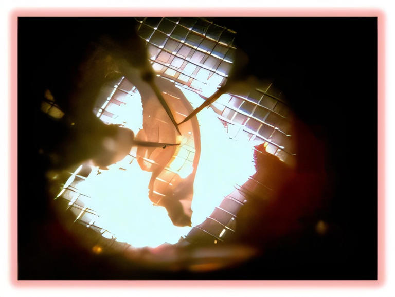 Naturally occurring molecule shown to restore memory function in ...