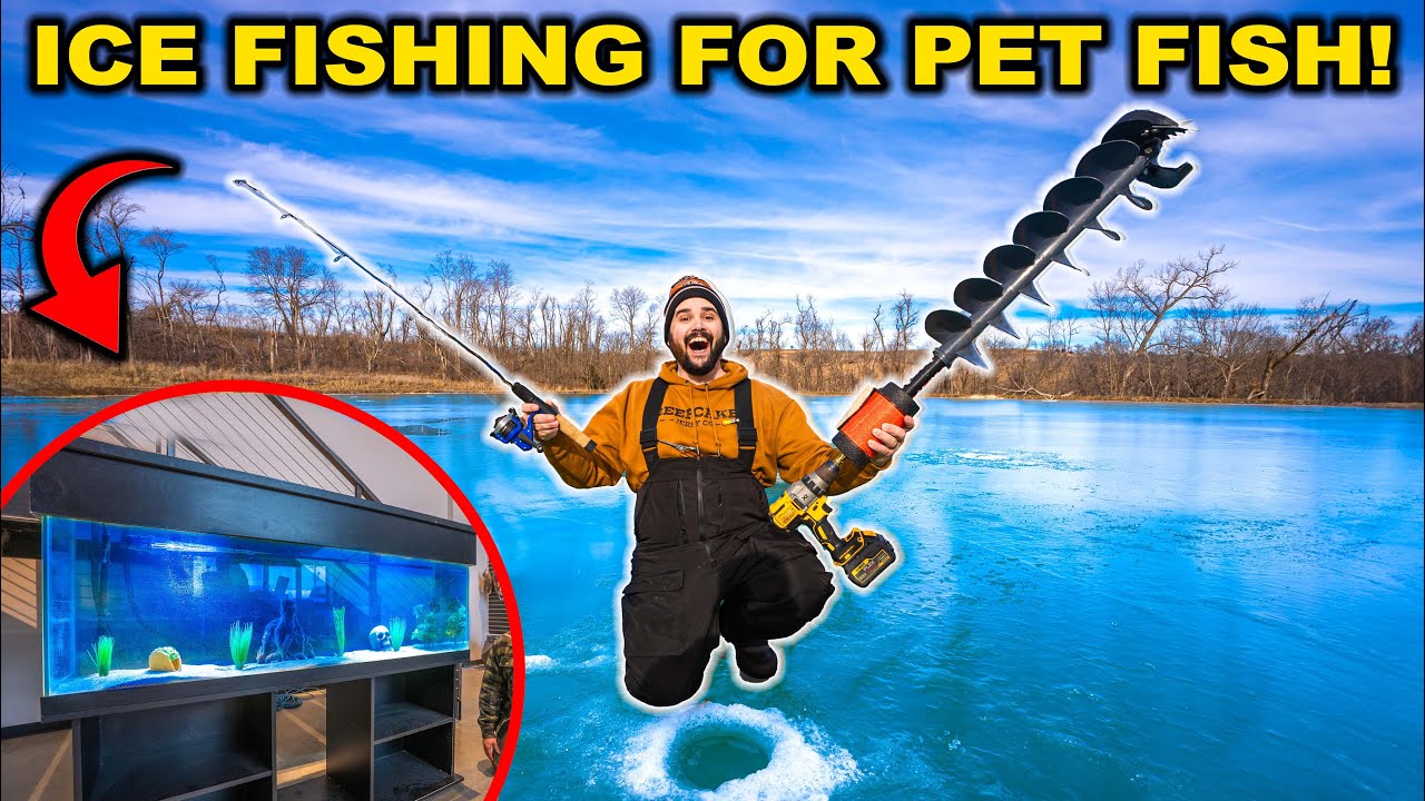 Ice fishing in the backyard pond for pet fish