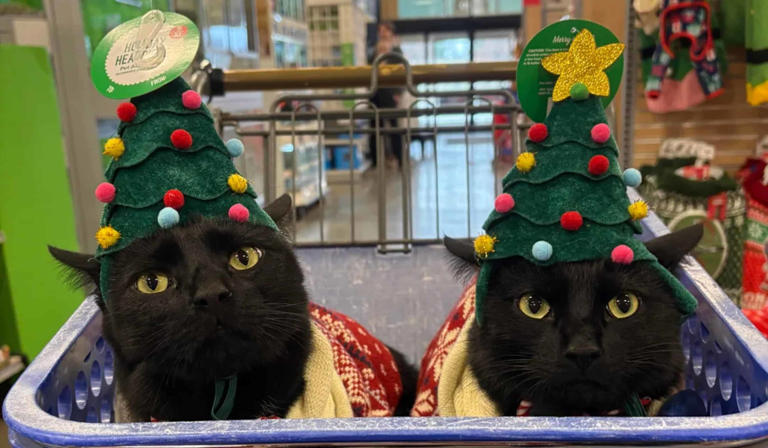 These cats couldn’t be less amused