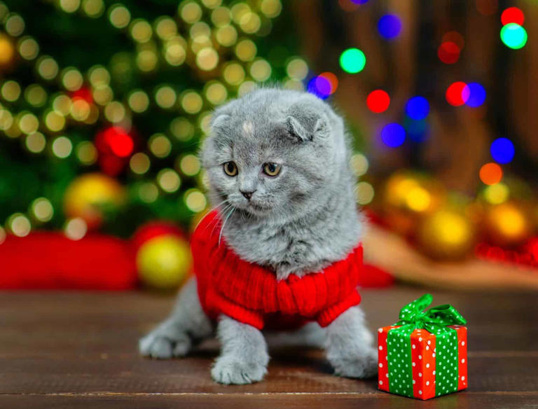 These cats couldn’t be less amused