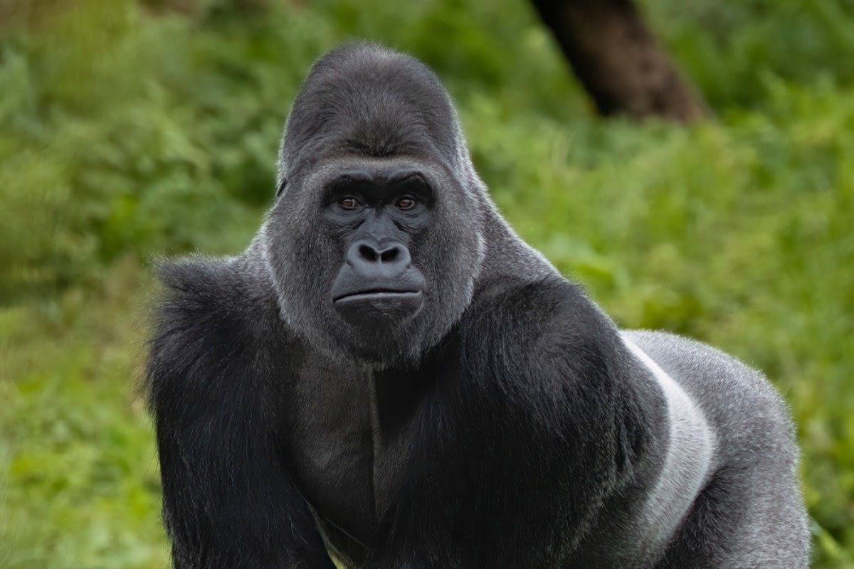 Man charged by silverback gorilla somehow keeps his cool