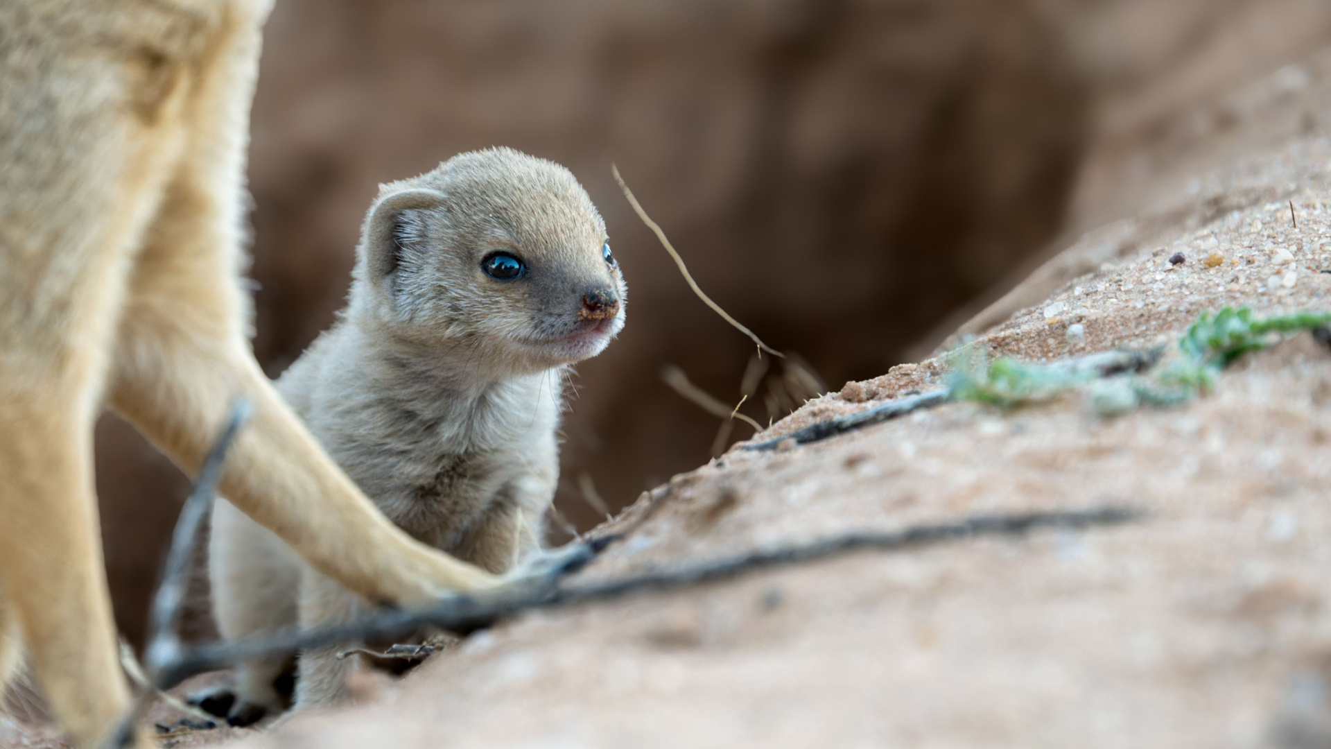 The incredible way meerkats train their young using mock danger