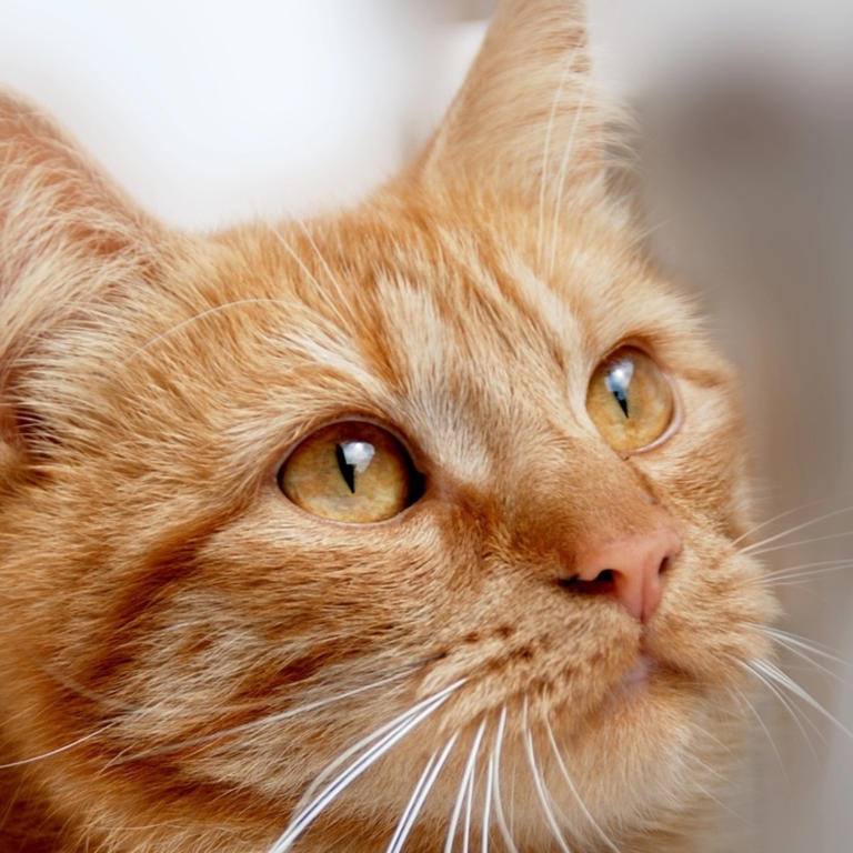 6 unusual traits of owners that cats become obsessed with (they become ...
