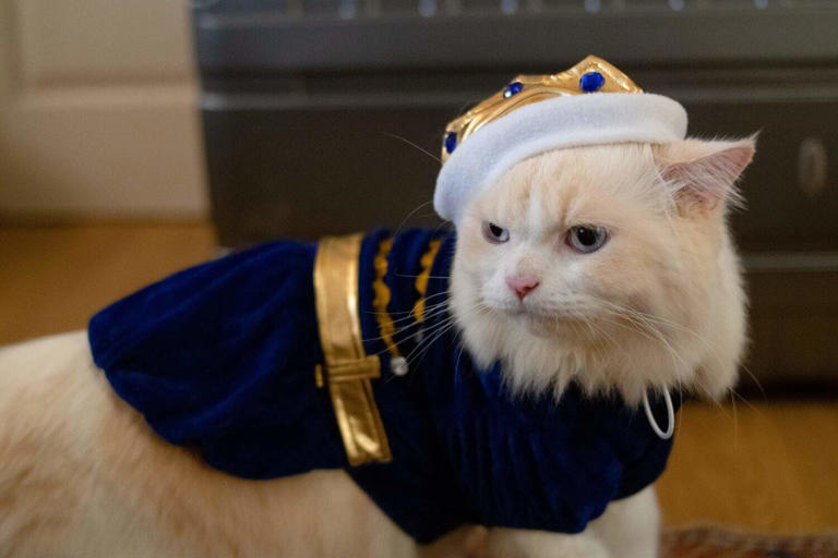 These cats couldn’t be less amused