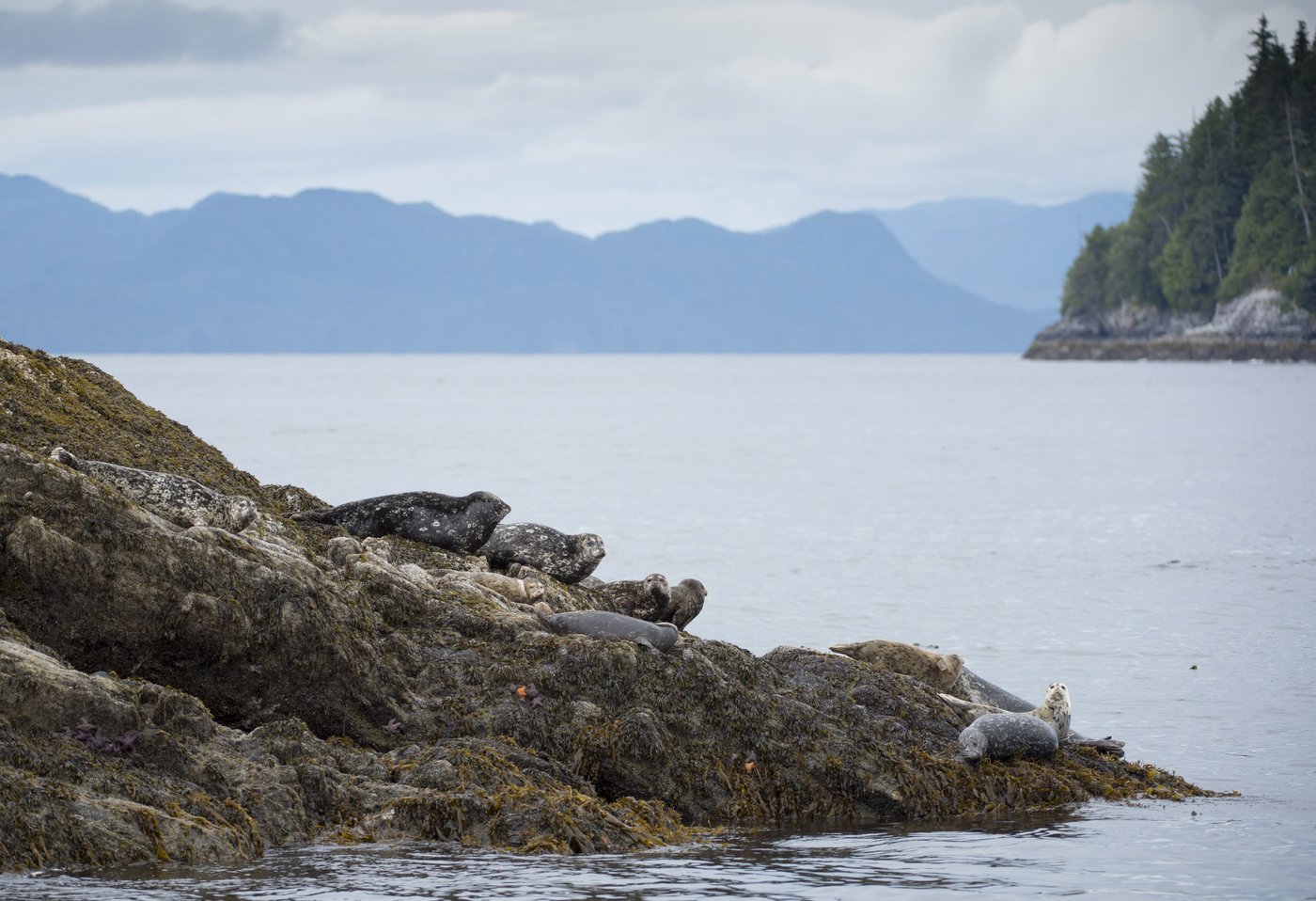 Heavy rainfall warning for BC.'s north coast with up to 200 millimetres ...