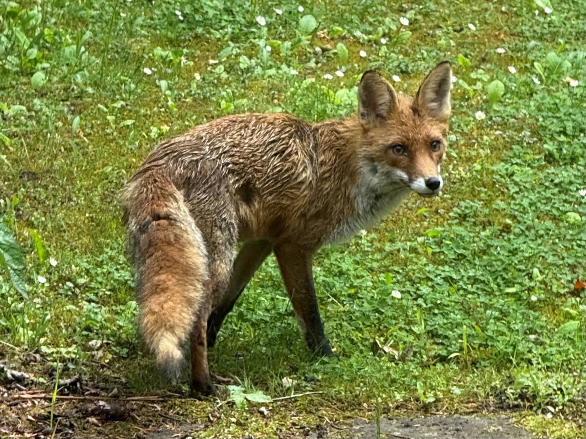 Fuchs-Attacke in Northeim: Fünfjähriges Mädchen durch Biss verletzt