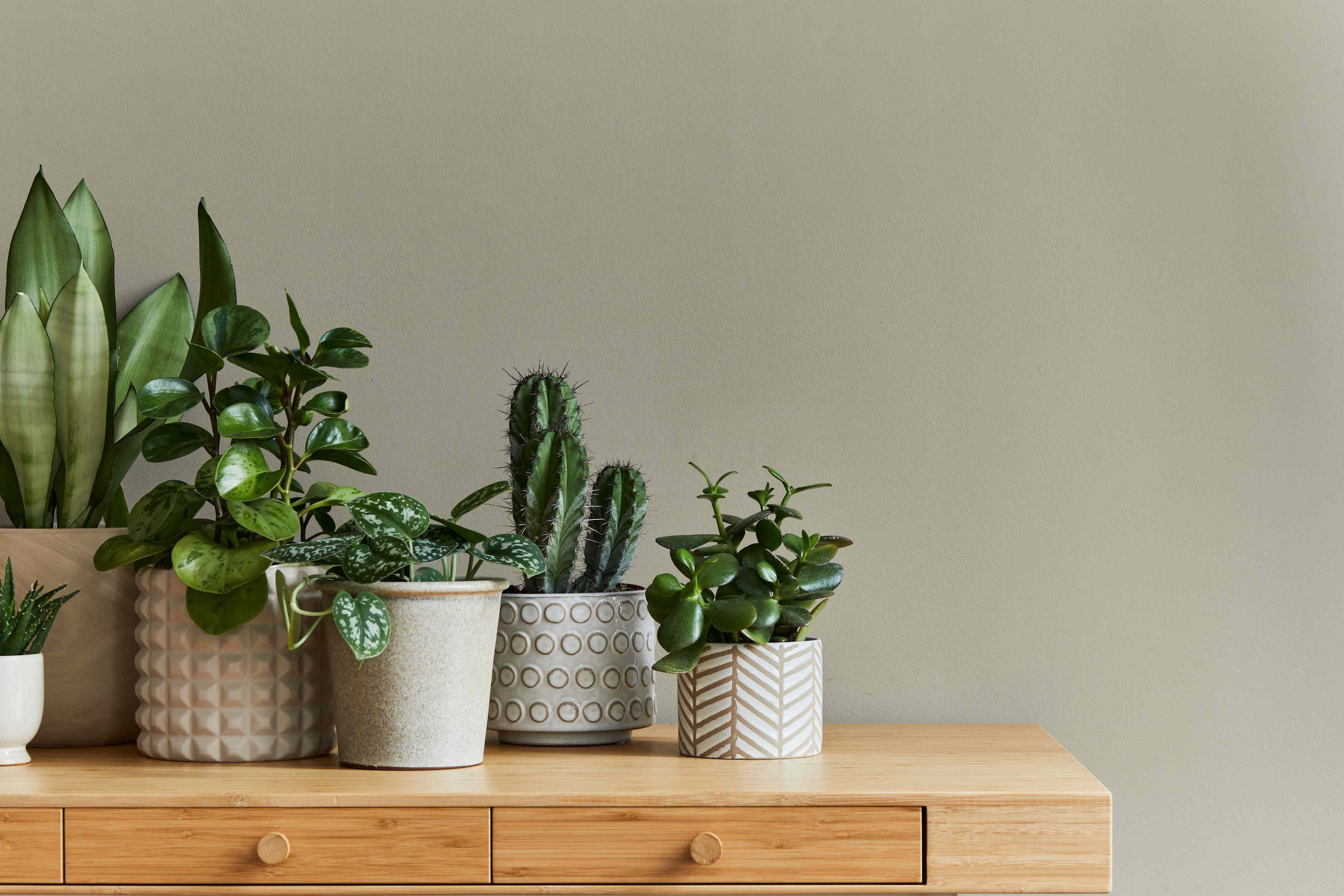 6 low-maintenance houseplants that can thrive in a windowless room