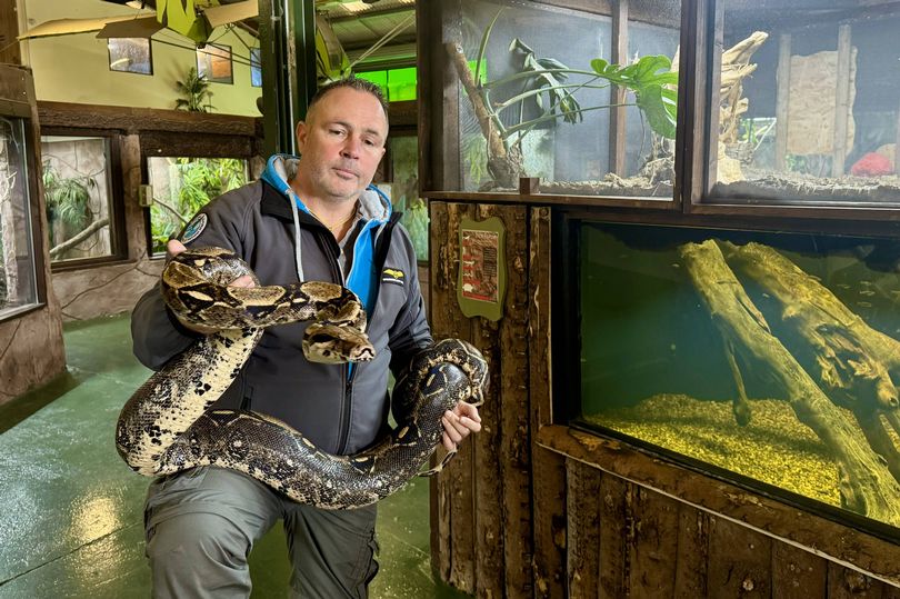 Gaboon viper and puff adder found abandoned in Irish home spark exotic ...