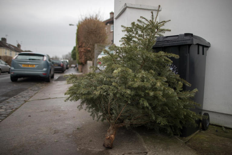 All the Christmas tree collection services on offer across Lancashire