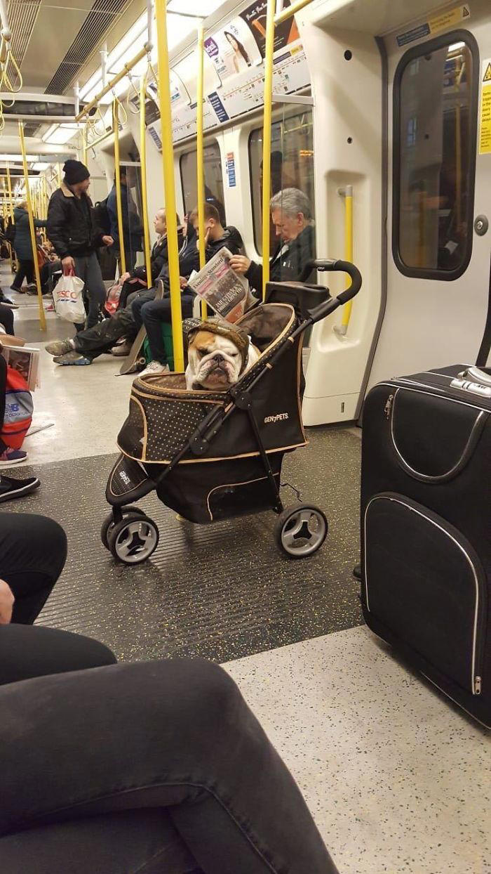 41 Funny and Strange Things Spotted on the Subway