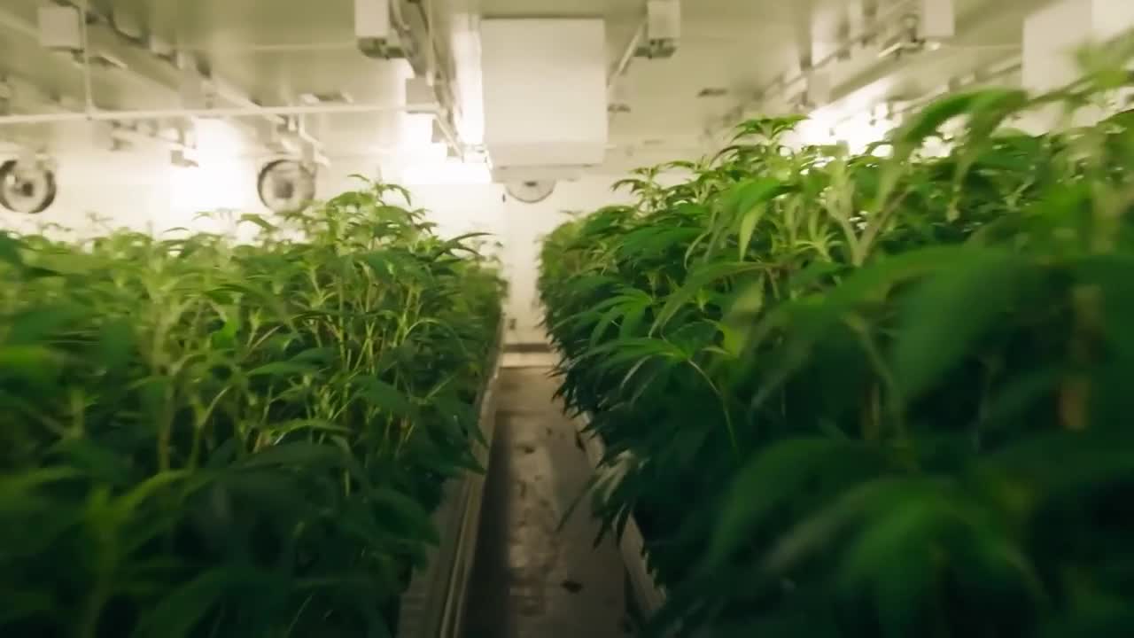 How Was Marijuana Used In Ancient Rome