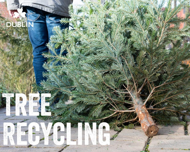How to recycle or compost your Christmas tree in Dublin