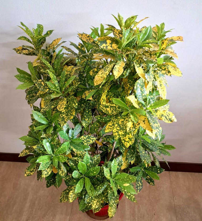 6 low-maintenance houseplants that can thrive in a windowless room