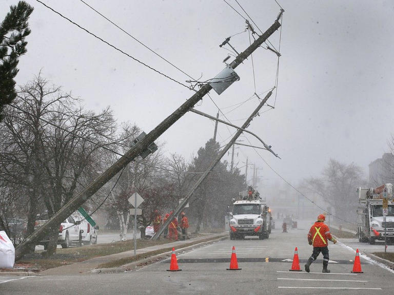 Strong winds topple trees, damage power lines across Windsor-Essex