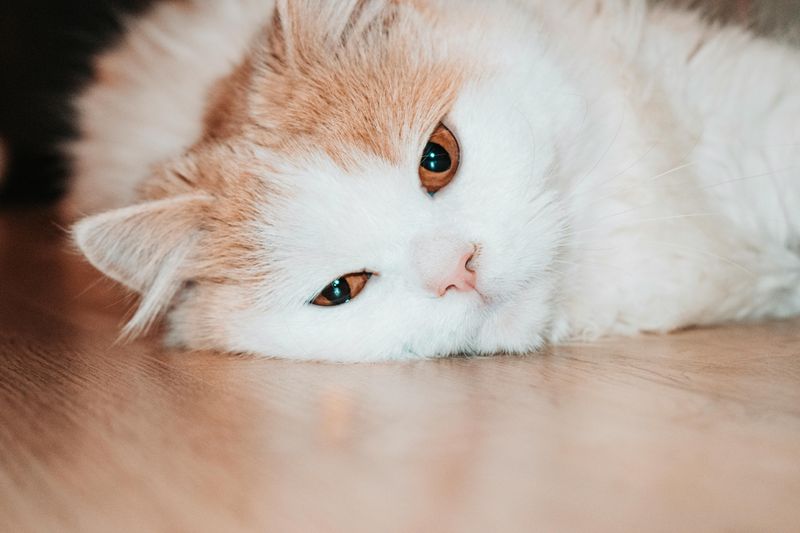 The warnings a cat leaves when it feels its life is ending