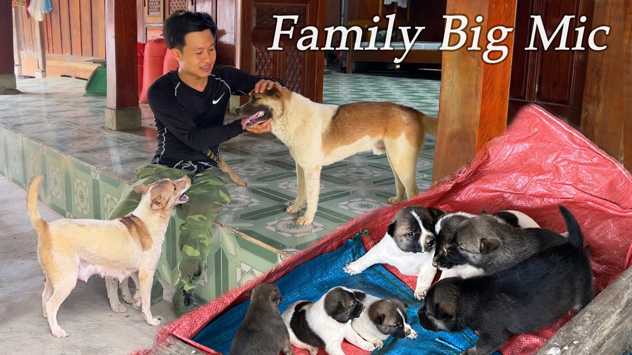 Harvesting oranges go to market sell .Visiting Big Mic with his wife ...