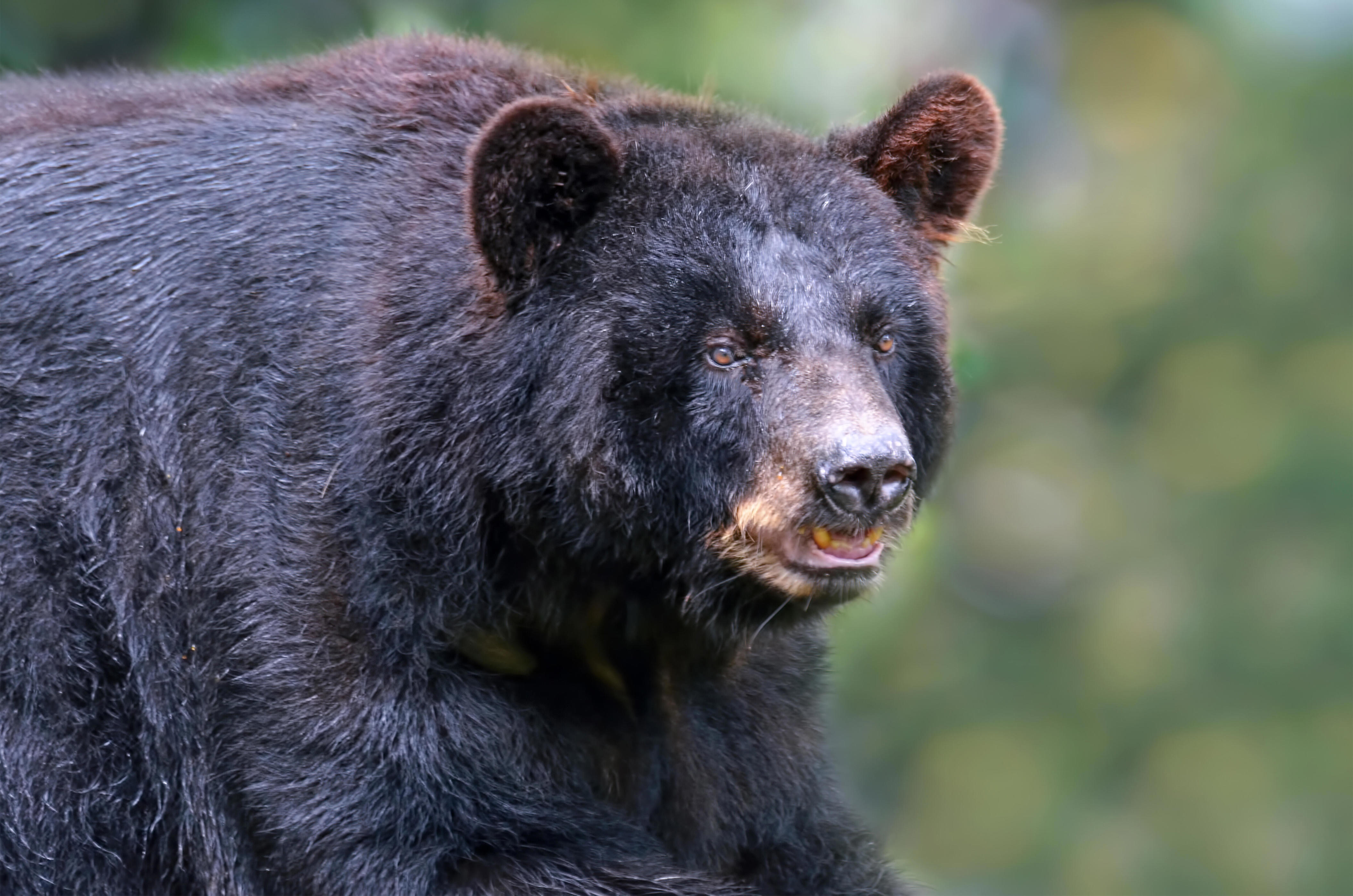 Altadena homeowner plans lawsuit over persistent bear