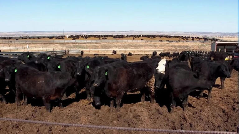 New USDA rule takes effect Jan. 1 that changes what 'Made in USA ...