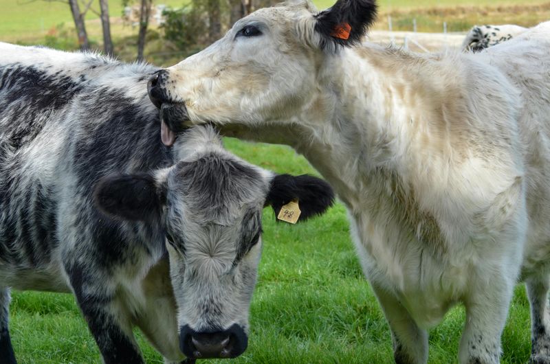 14 unexpected animal facts that are truly surprising