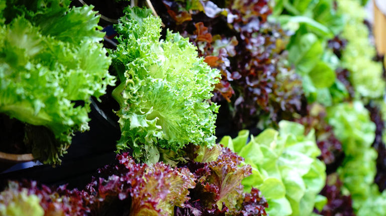 Keep your lettuce from turning pink by switching up how you store it