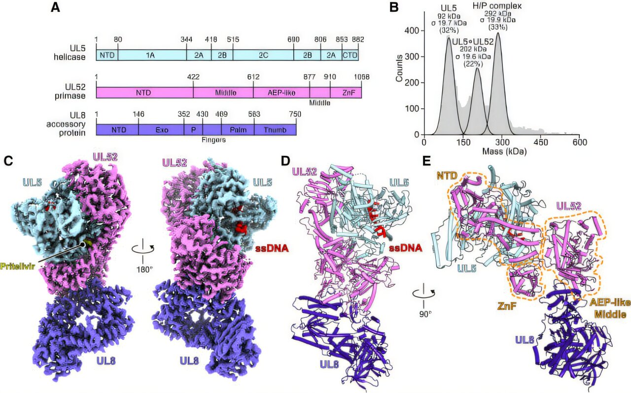 New antivirals are being tested for herpesviruses, and scientists now ...