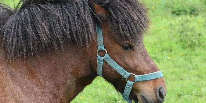 Linz-Land: Pony trat Mädchen (12) ins Gesicht