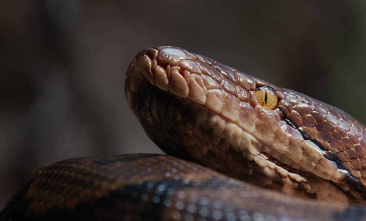 Scientists unearth ancient snake fossil so huge it makes Titanoboa look ...