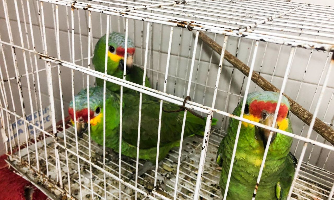 Profepa y FGR rescatan 2 monos araña y 6 aves de especies protegidas ...