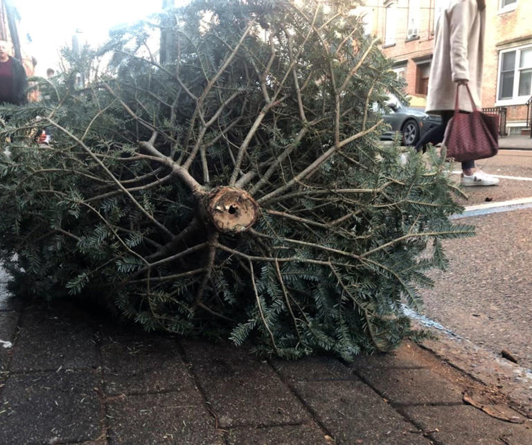 How to recycle Christmas trees in Vienna after 2025 holidays