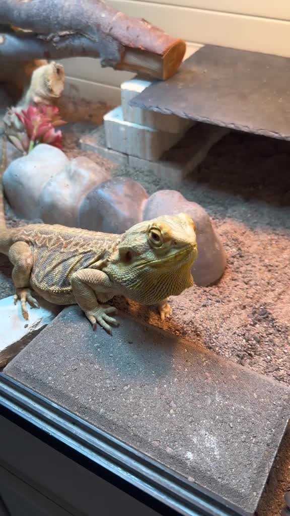 Bearded dragon clearly hates my maroon nail polish
