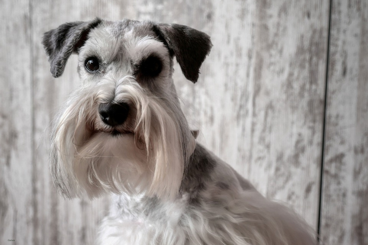 Meet 10 adorable dog breeds with impressive beards and mustaches