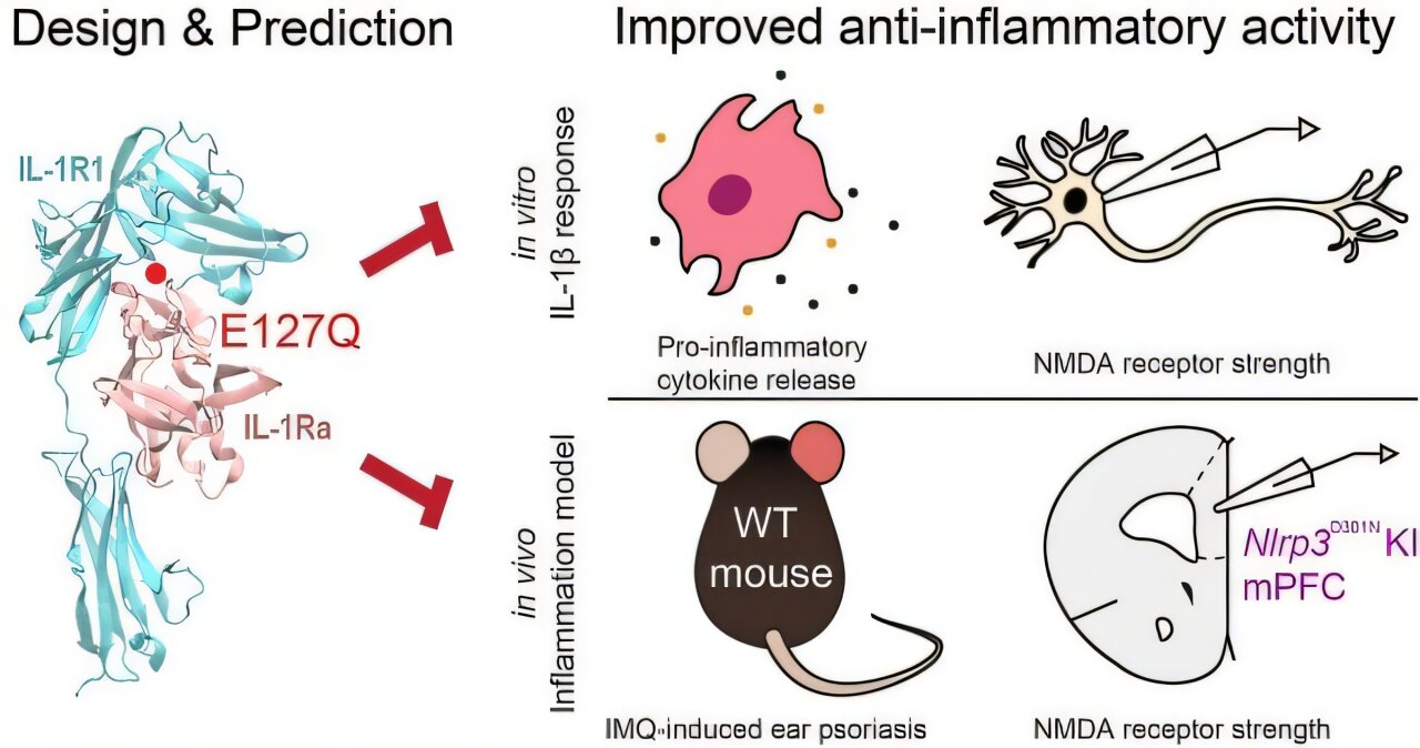AI-designed protein shows 50% greater anti-inflammatory effect in ...