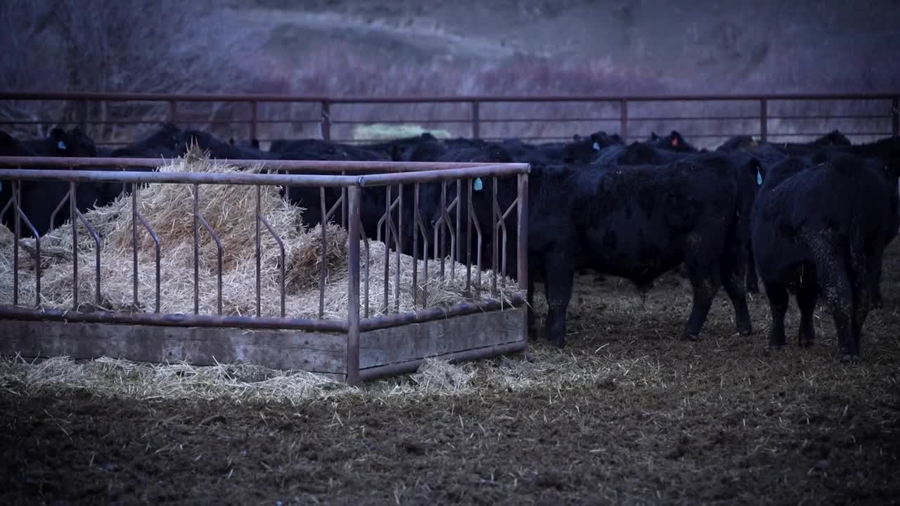 Drought-driven hay shortages ripple across Montana