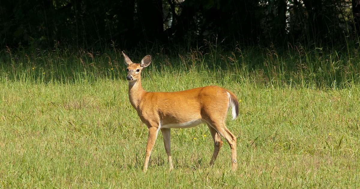 Brazilian study determines factors affecting a deer’s ability to learn ...