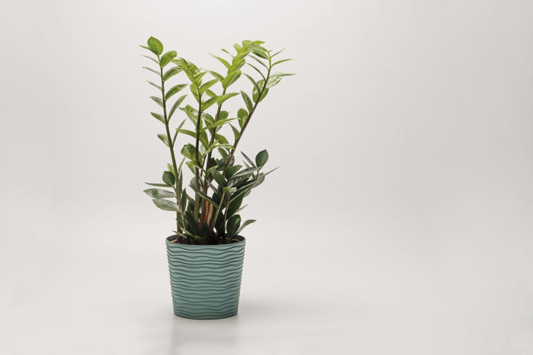 6 low-maintenance houseplants that can thrive in a windowless room
