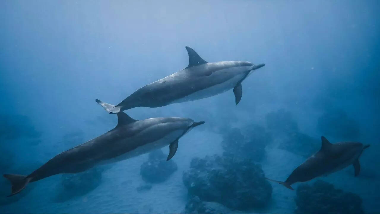 Ocean guardians: Dolphins formed a protective circle around father and ...