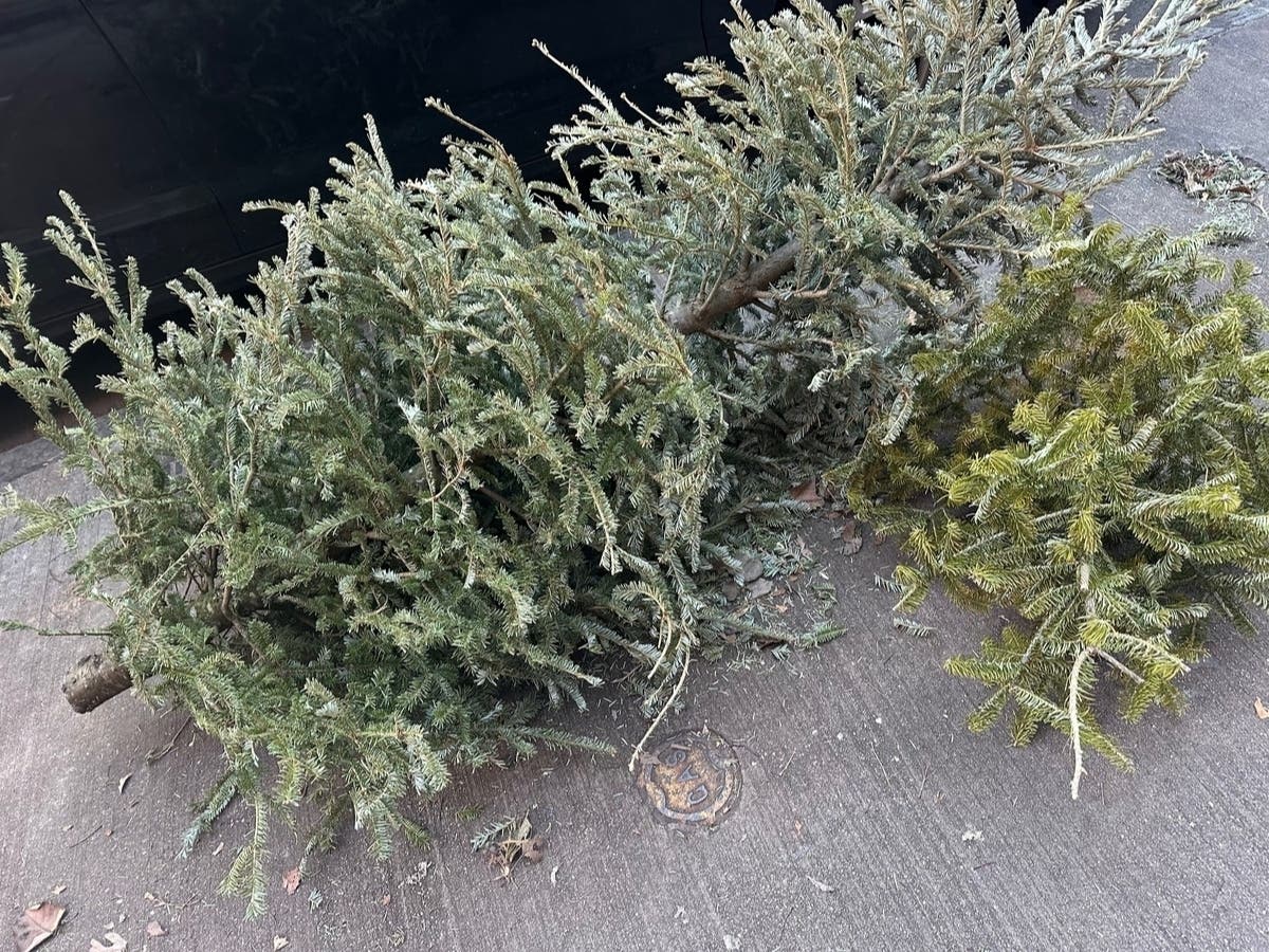 Dumping your Christmas tree in Simsbury, what you need to know
