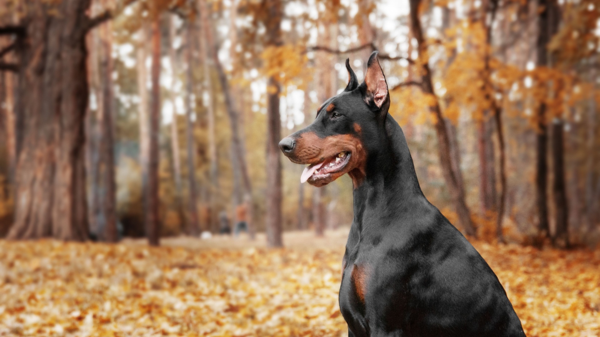 6 big, bold dogs no one wants to cross