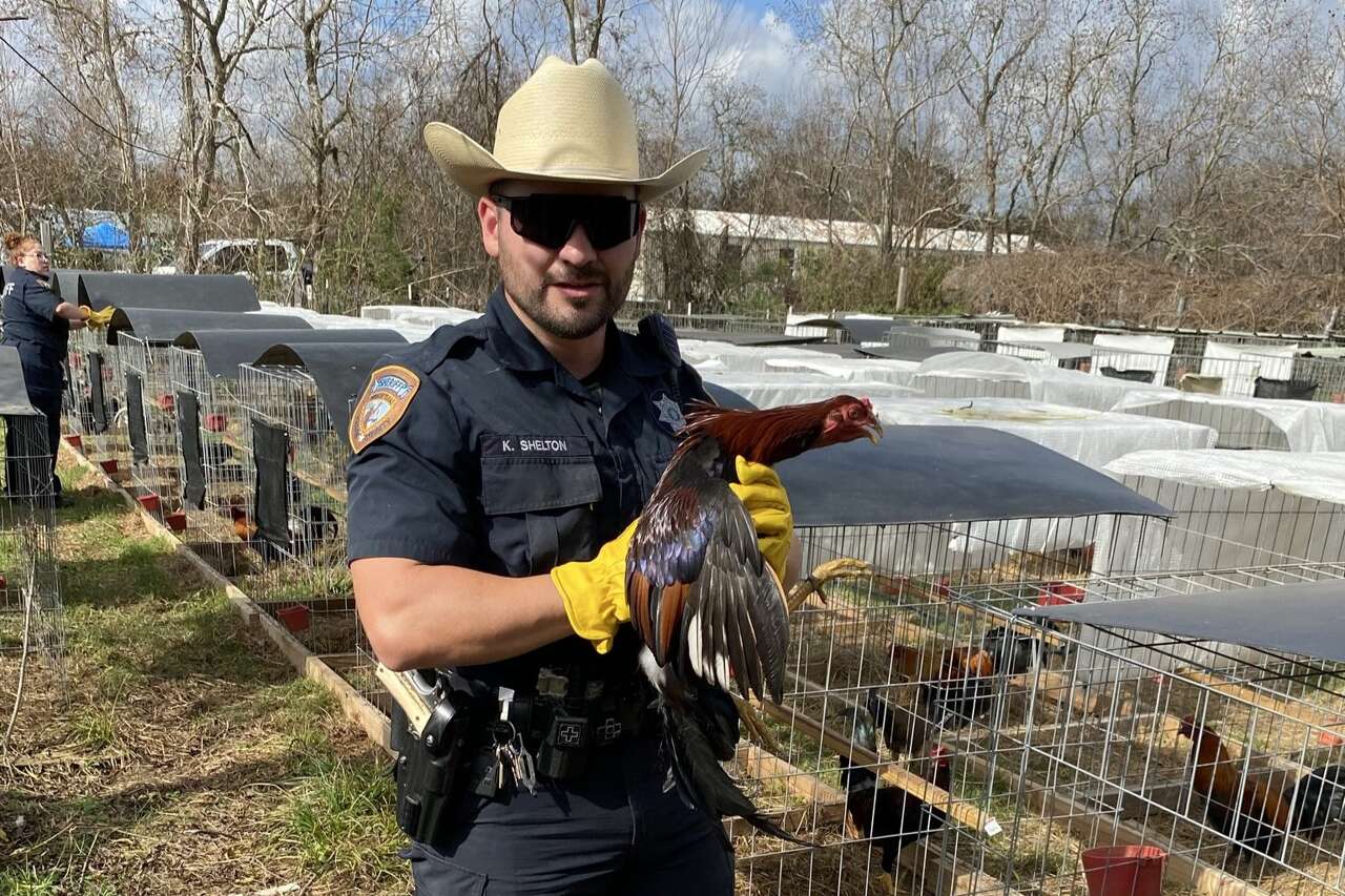 Massive illegal cockfighting operation found in Harris County