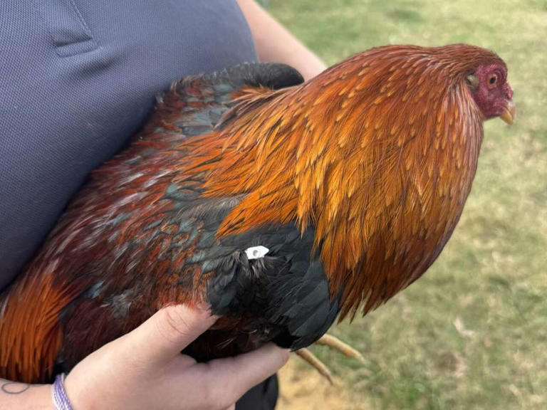Massive illegal cockfighting operation found in Harris County