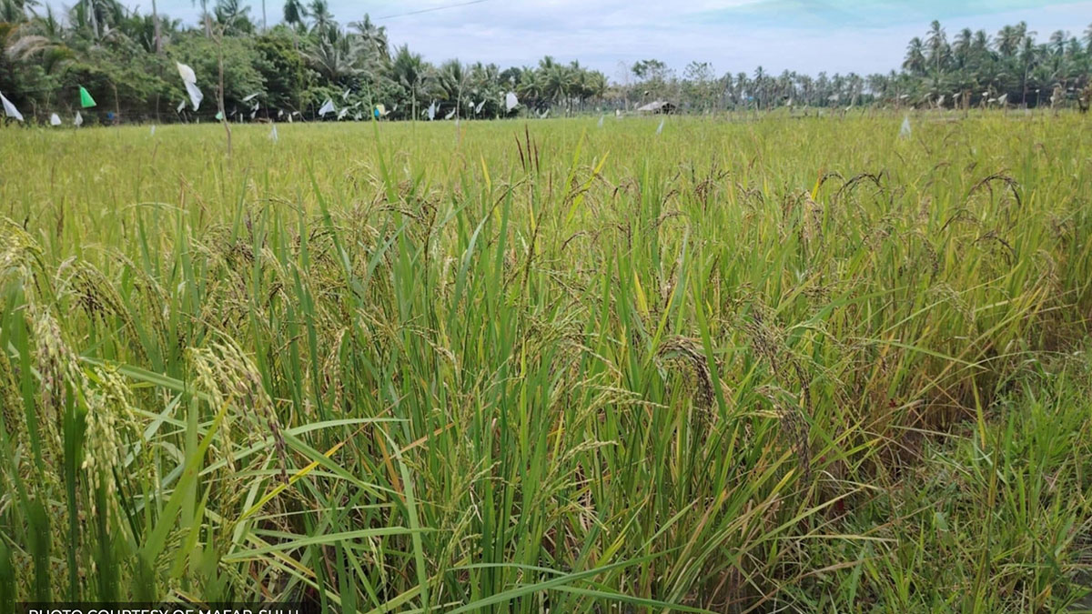 Falling rice prices contribute to inflation decline in Bangsamoro region