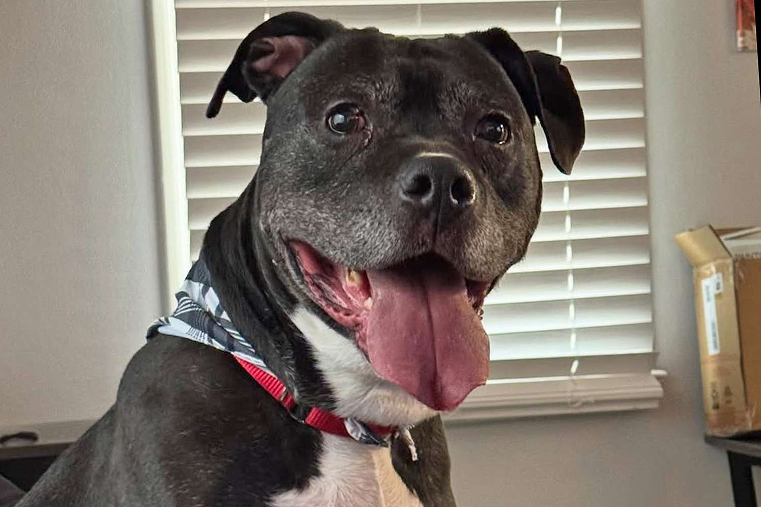 After waiting 7 years in a shelter for an adopter, dog finds his 'true ...