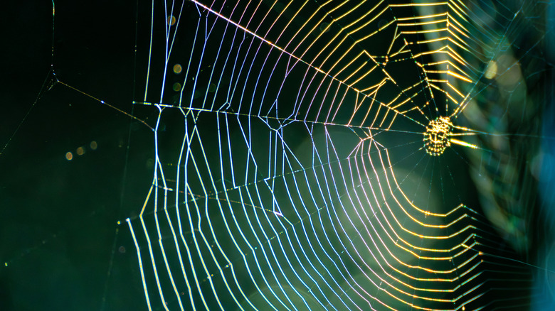 The simple trick that keeps spiders from calling your garden home