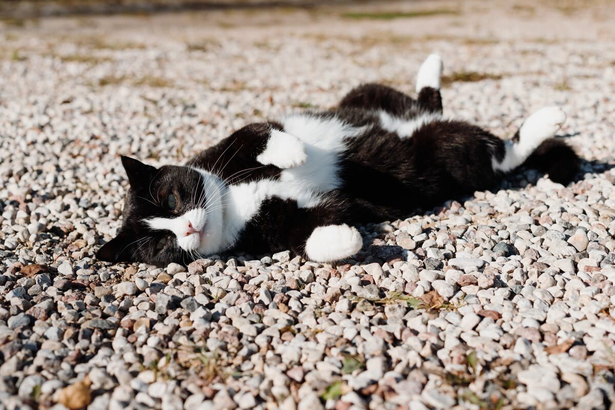 Sunbathing feral cat is living the life we can only dream of