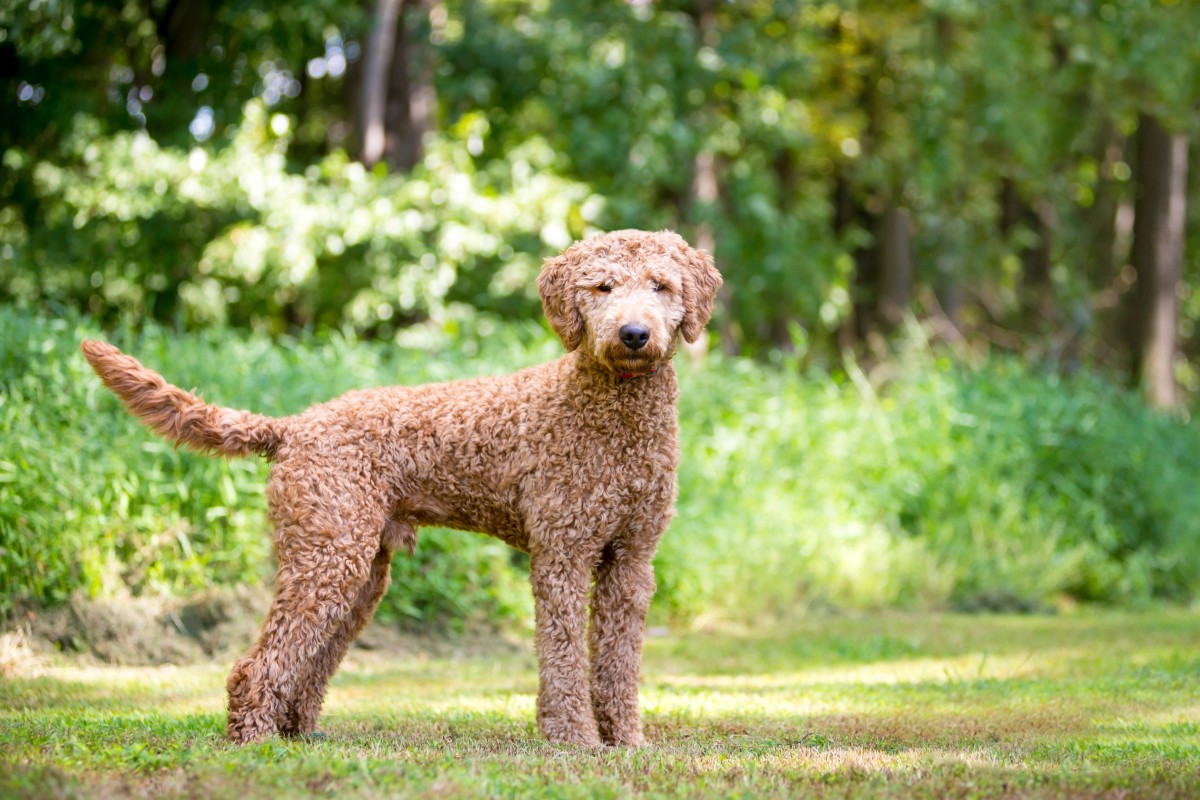 Bodi the gorgeous Goldendoodle has a blast jump-scaring his humans